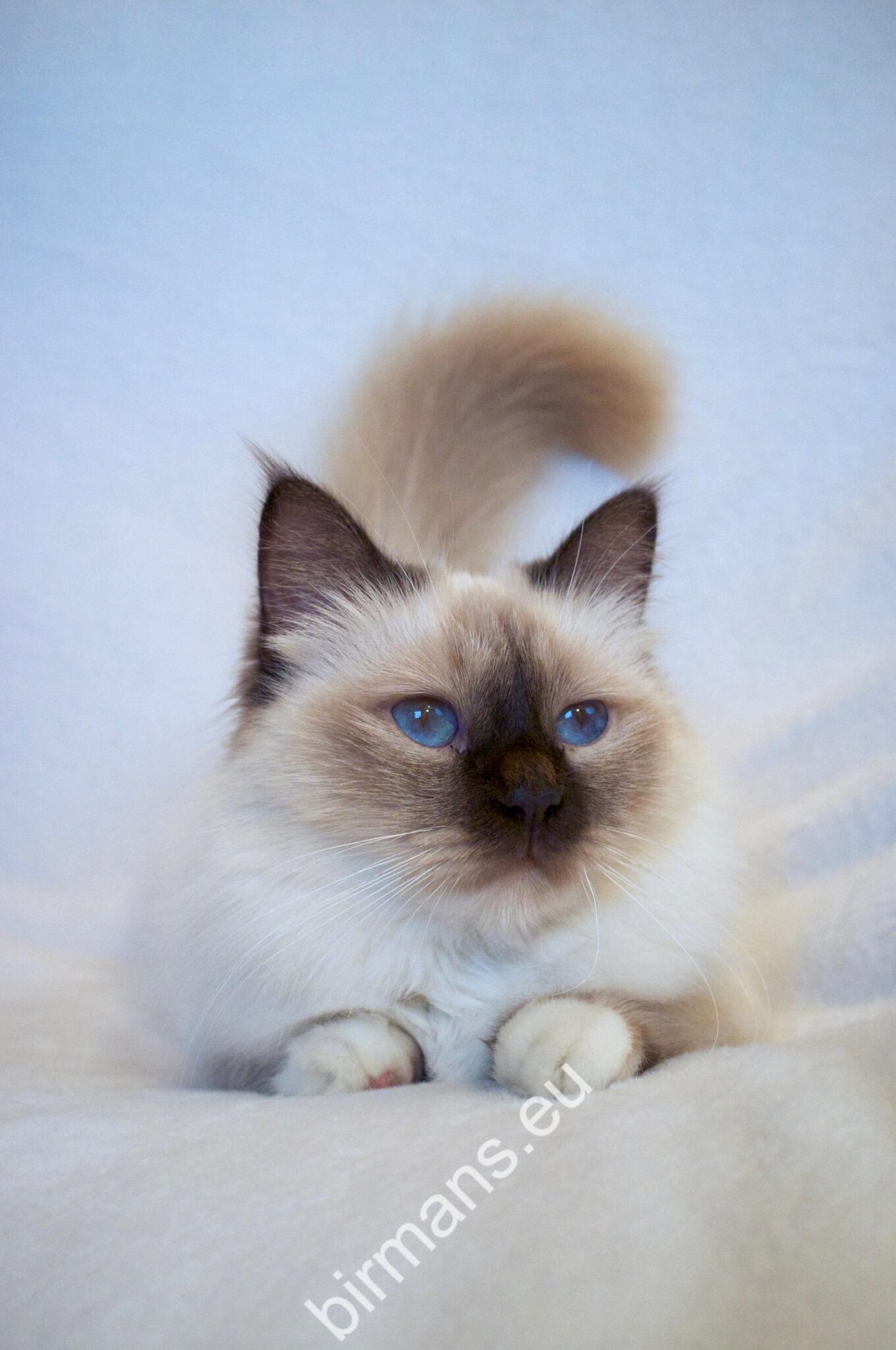 Birman cat breed description - Birman