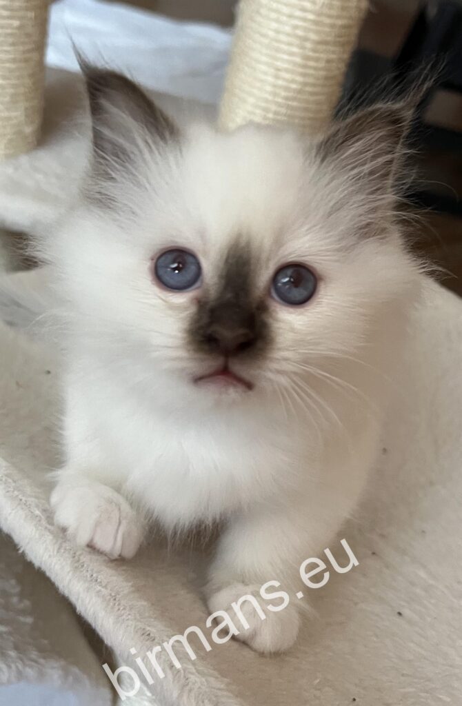 10 reasons why you should choose a Burmese Holy Temple cat! - Birman
