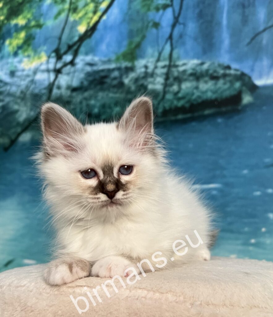 Birman cat breeder