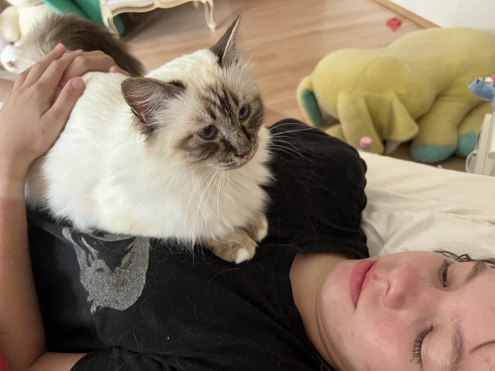 Birman cat breeder