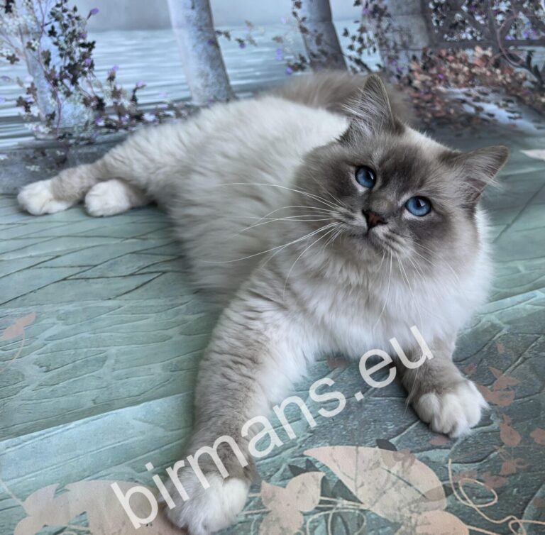 Birman cat breeder